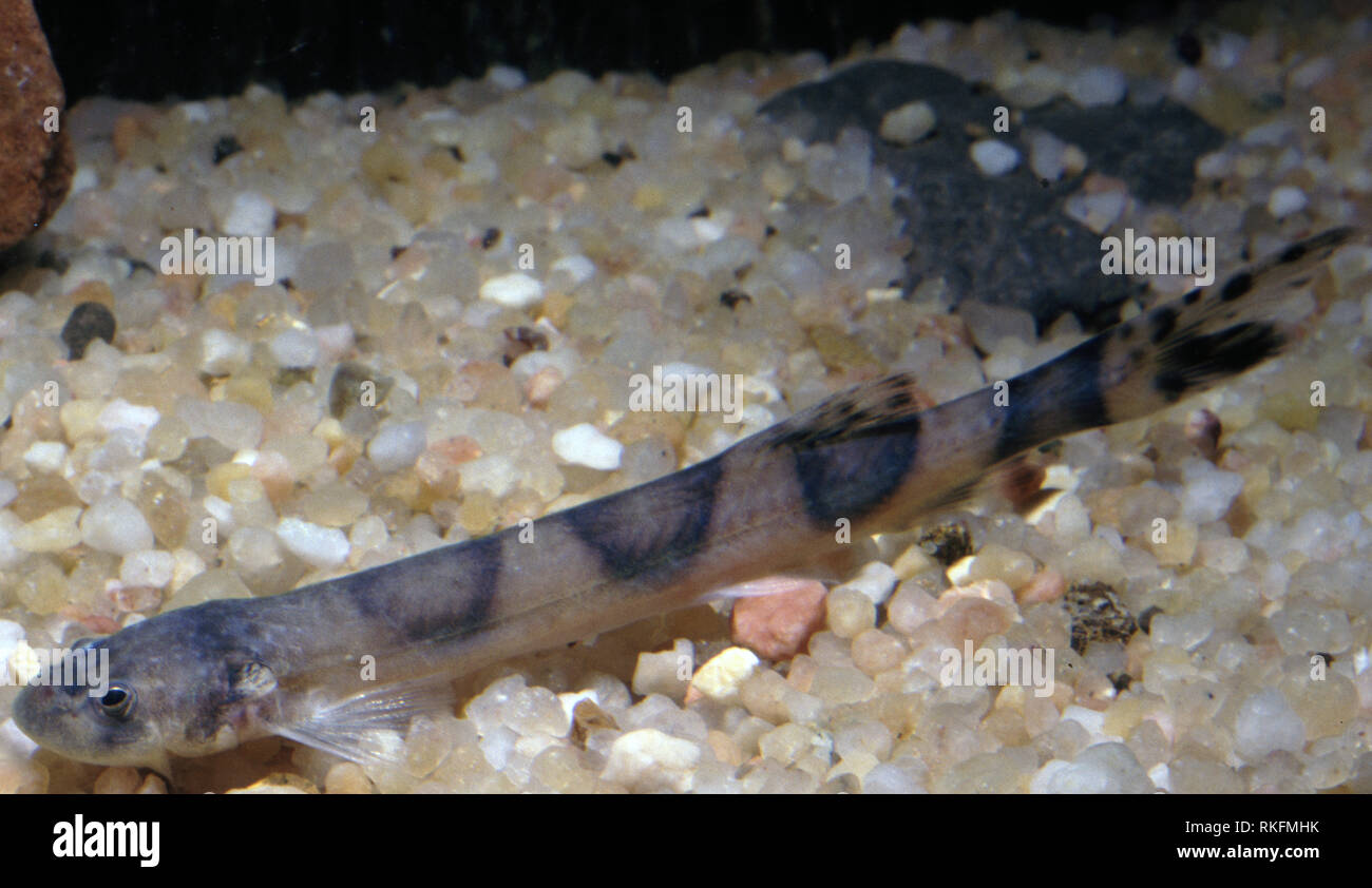 Pencil catfish (Trichomycterus alternatus Stock Photo - Alamy