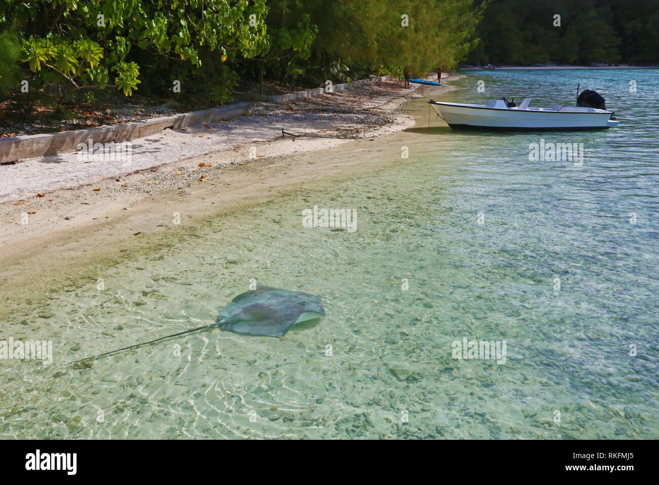 Big stingray in shallow waters of Moorea Stock Photo - Alamy