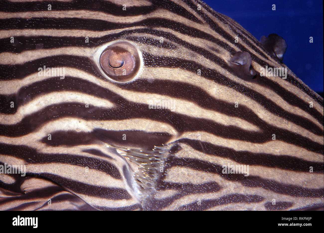Royal panaque or Royal pleco (Panaque nigrolineatus Stock Photo - Alamy