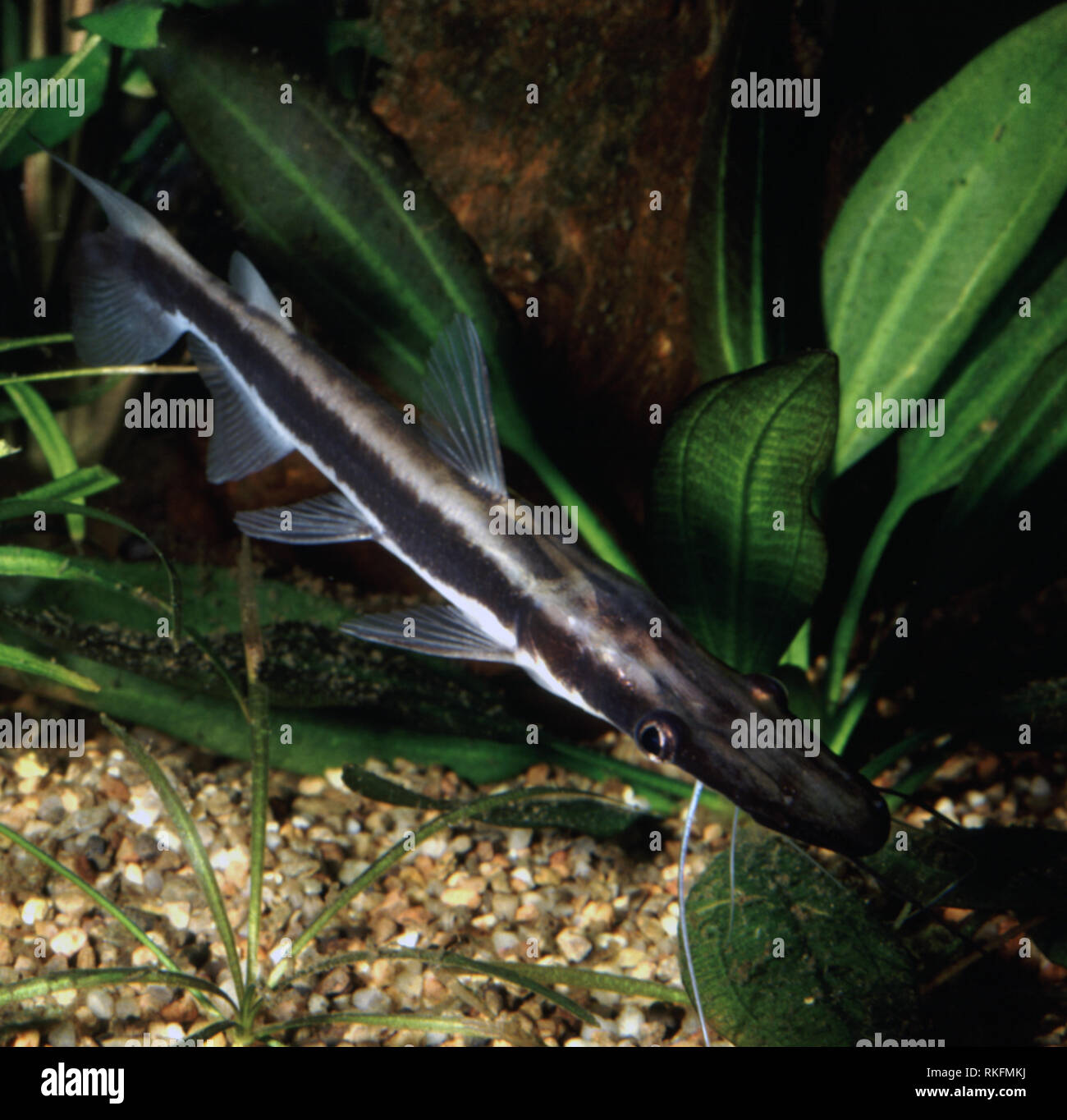 Duckbill Stock Photos & Duckbill Stock Images - Alamy