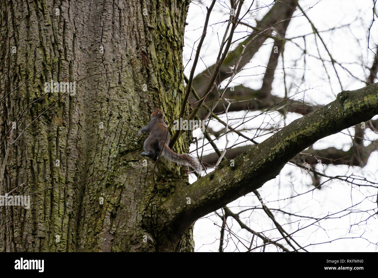 Squirrel running up a tree hi-res stock photography and images - Alamy