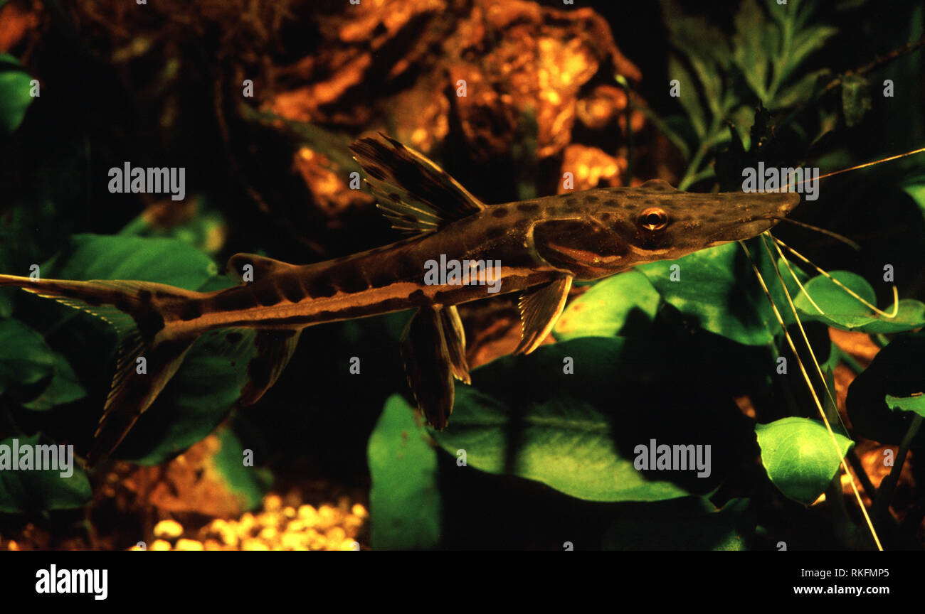 Barred shovelnose (Pseudoplatystoma fasciatum Stock Photo - Alamy
