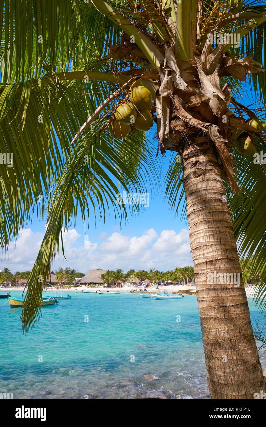 Yucatan coconut palm hi-res stock photography and images - Alamy