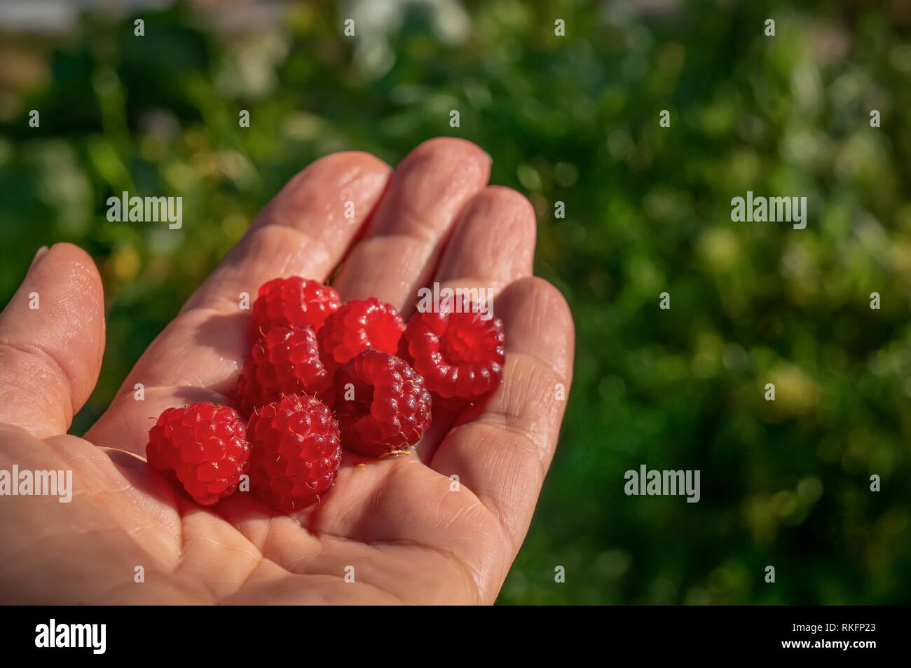 Farmer showing organic raspberries. Healthy eating concept Stock Photo ...