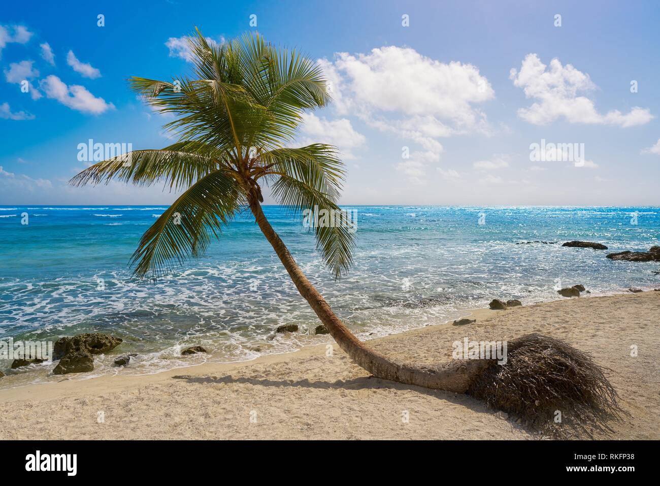 Mexico coconut tree hi-res stock photography and images - Alamy