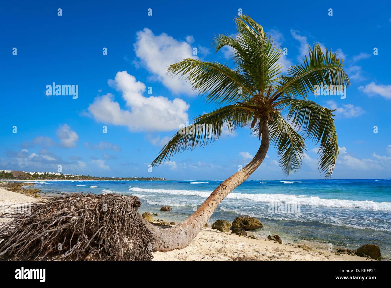 Mexico coconut tree hi-res stock photography and images - Alamy