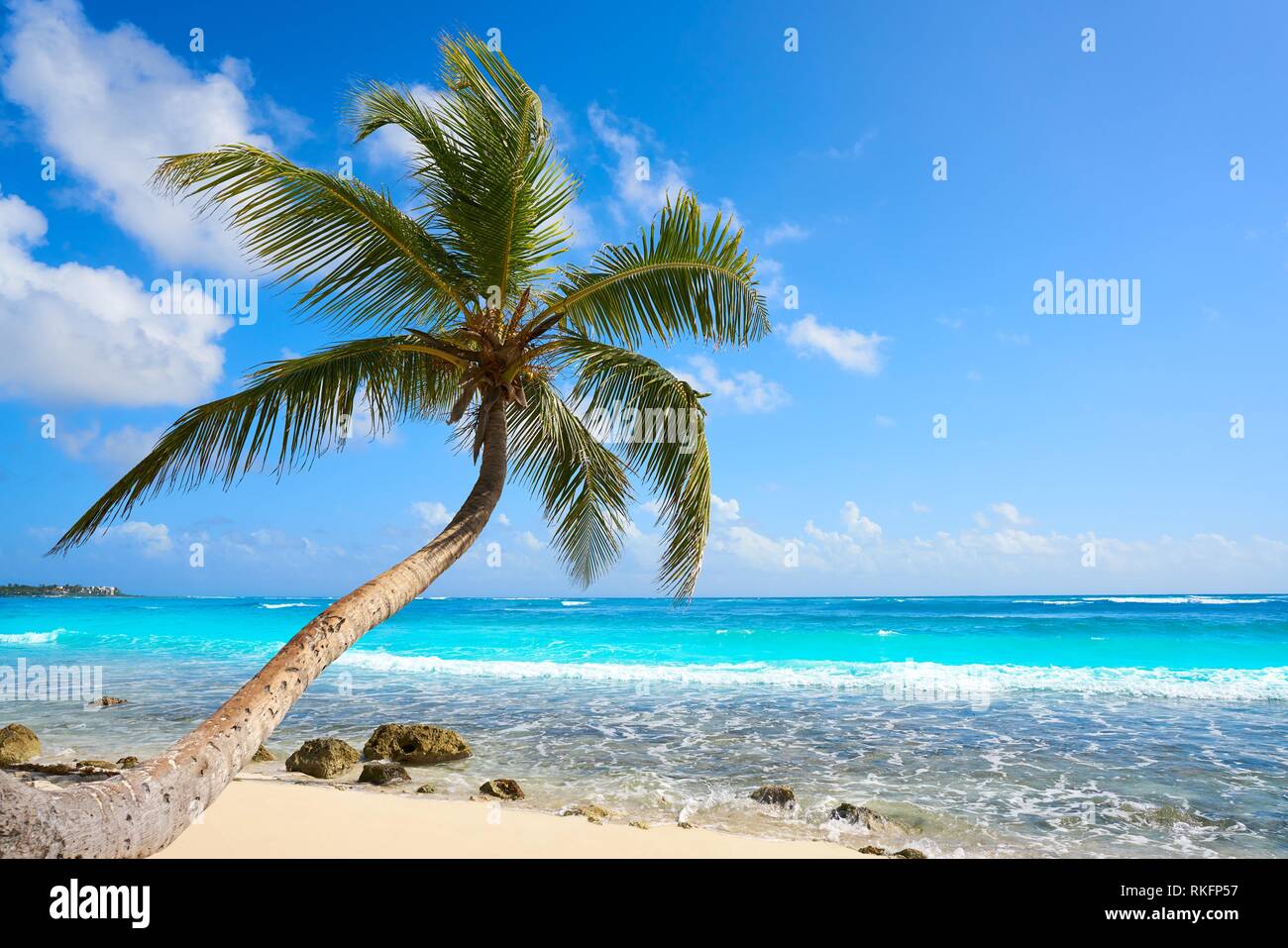 Palm tree mexican riviera maya hi-res stock photography and images - Alamy