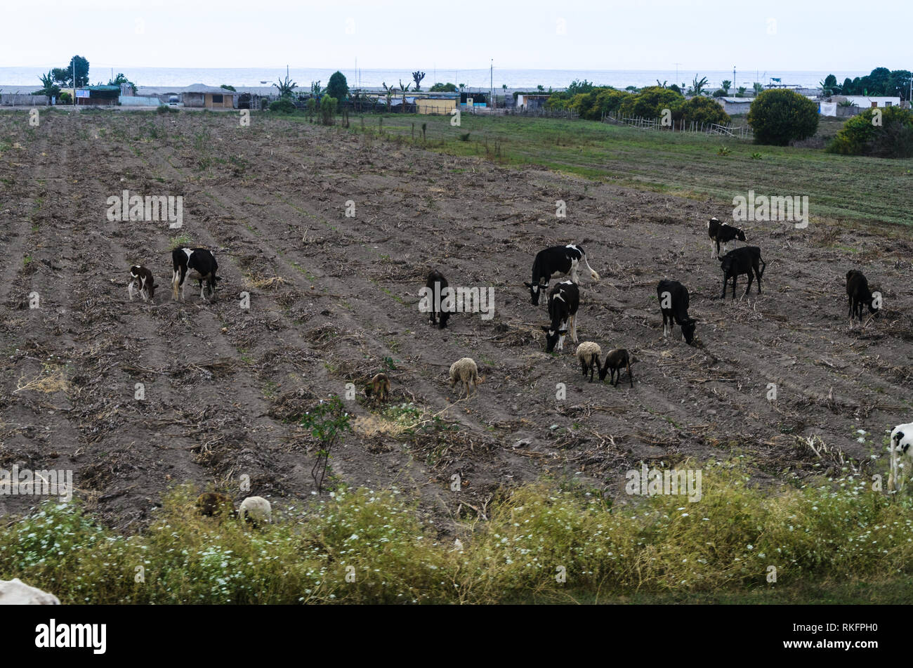 Sheep sheep cow cows hi-res stock photography and images - Alamy