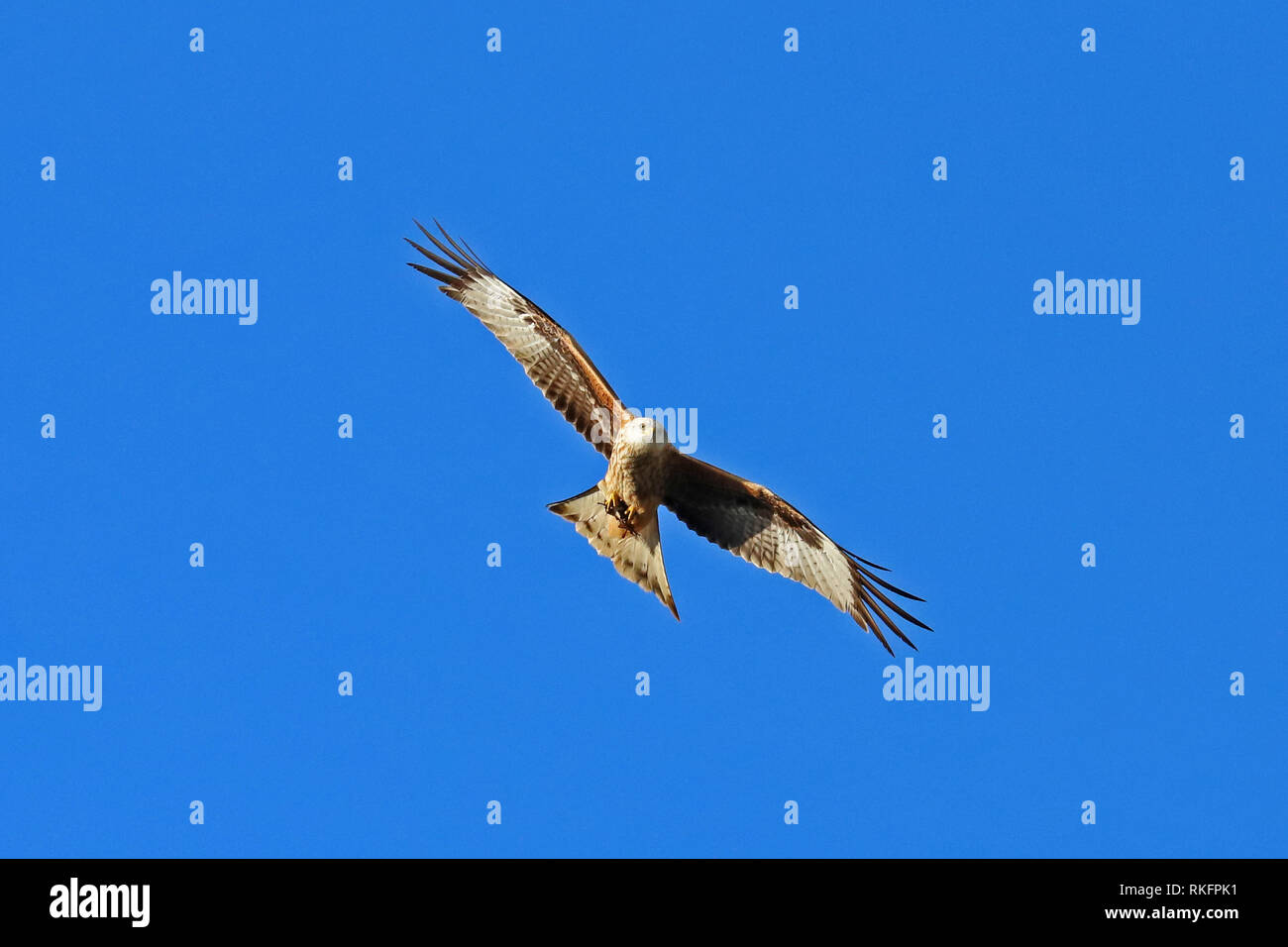 Red kite bird soaring in the sky hi-res stock photography and images ...
