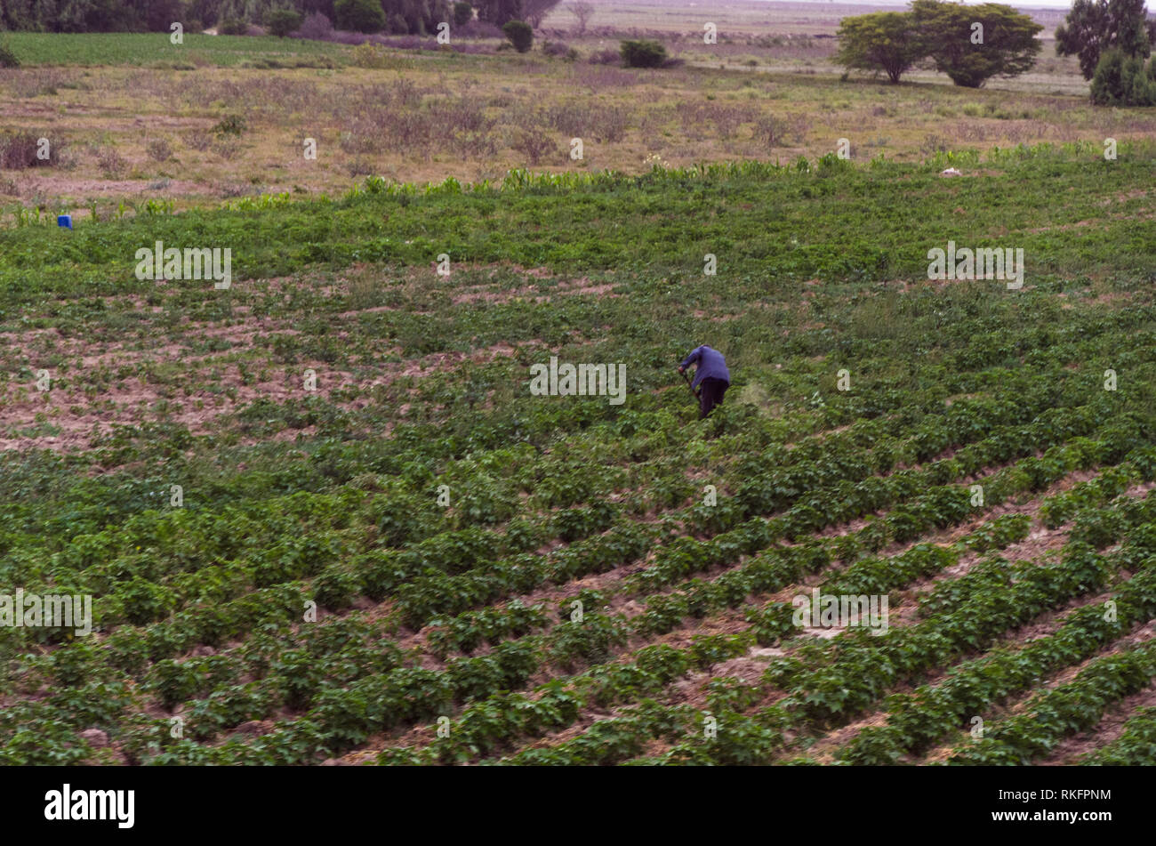 Farmer working in fields of rice crops using hand tools. Thick green ...