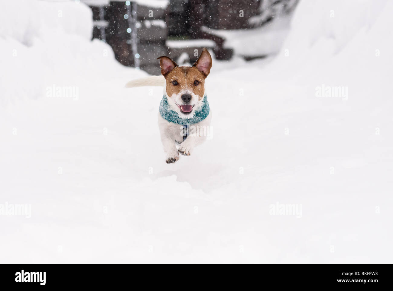 Happy funny dog running on snow path at winter day Stock Photo - Alamy