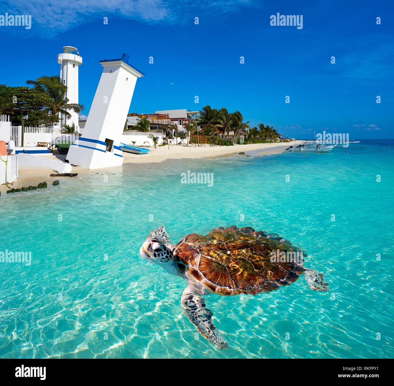 Mayan sea turtle hi-res stock photography and images - Alamy