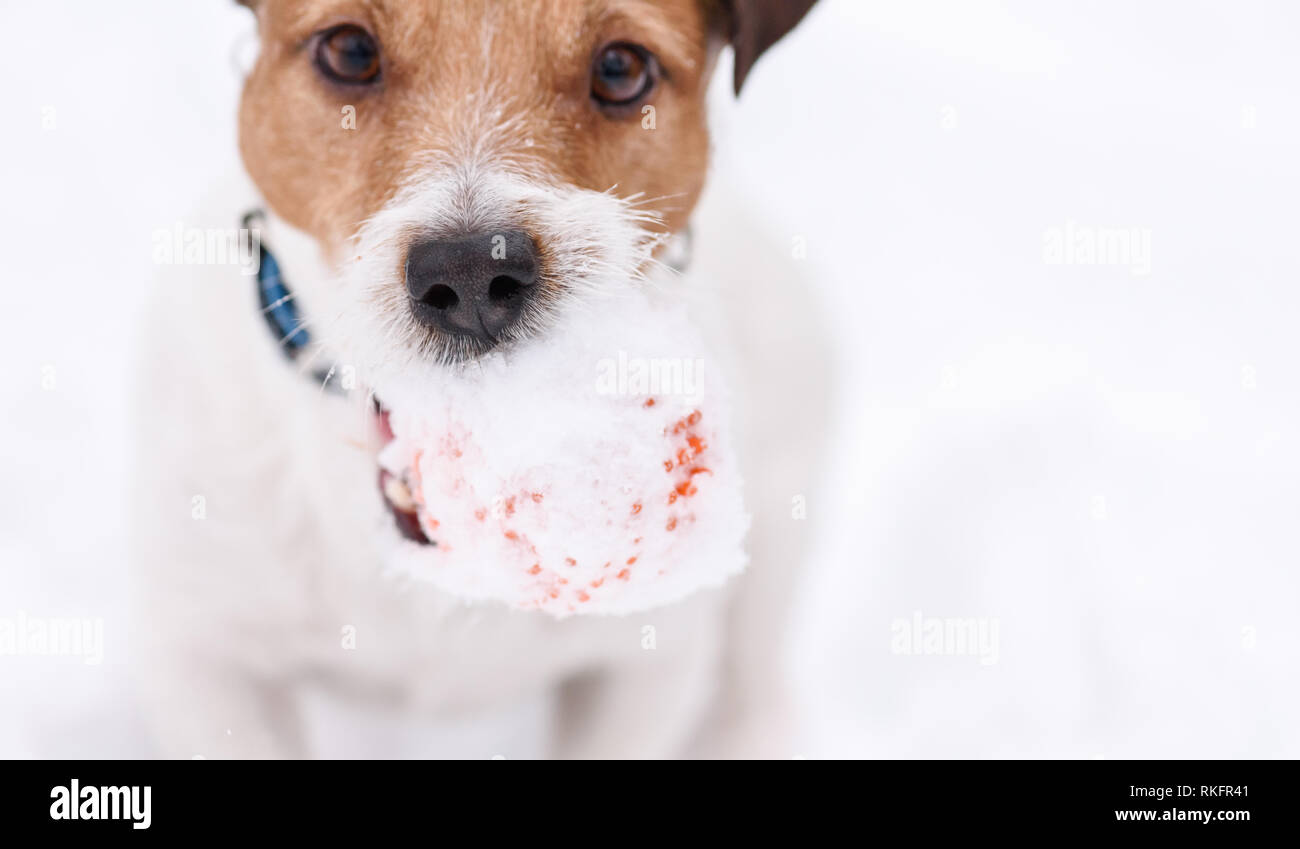 Cute snout and nose of dog playing outdoor at winter day Stock Photo ...