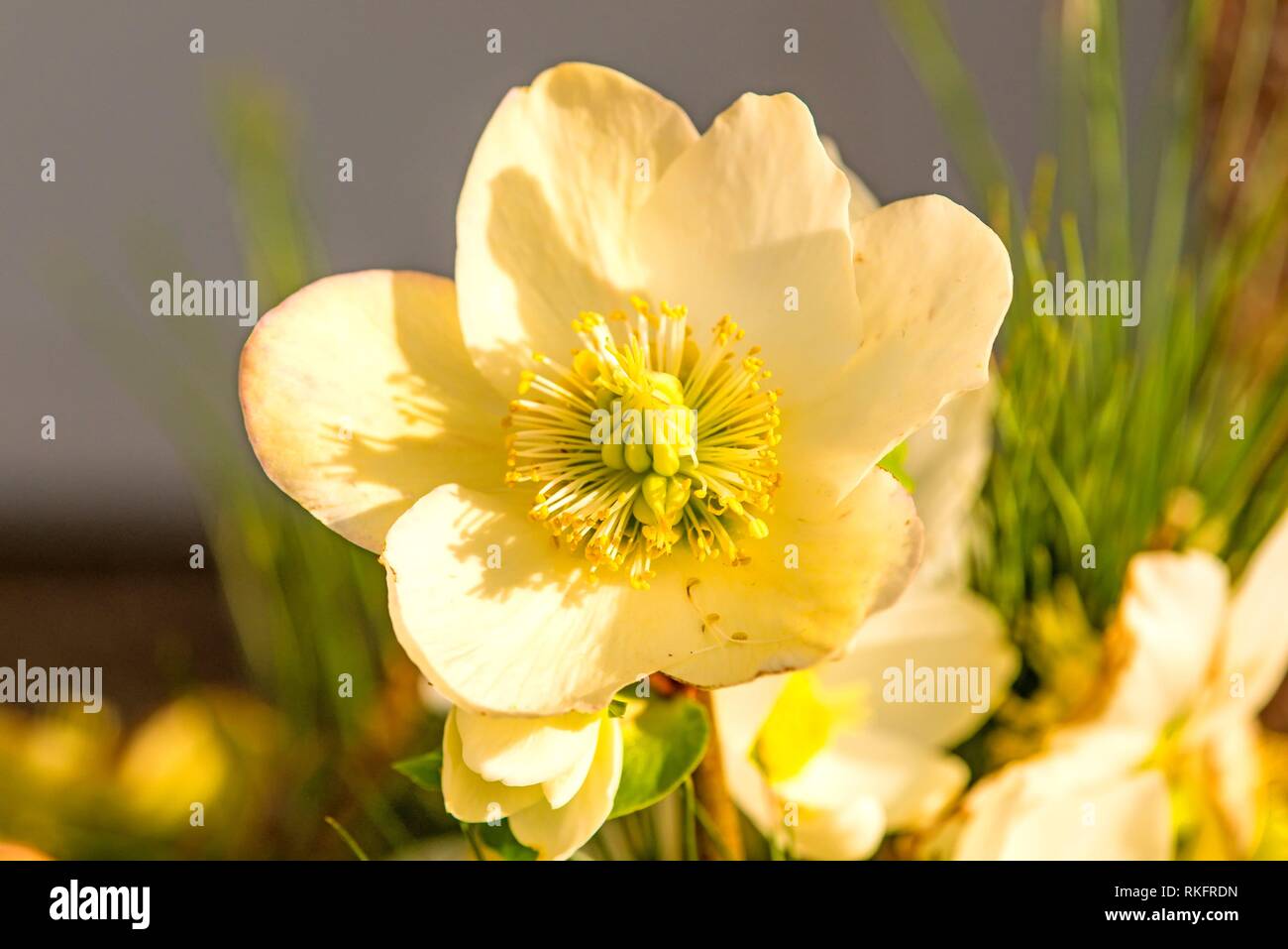 Flower of black hellebore helleborus niger hi-res stock photography and ...
