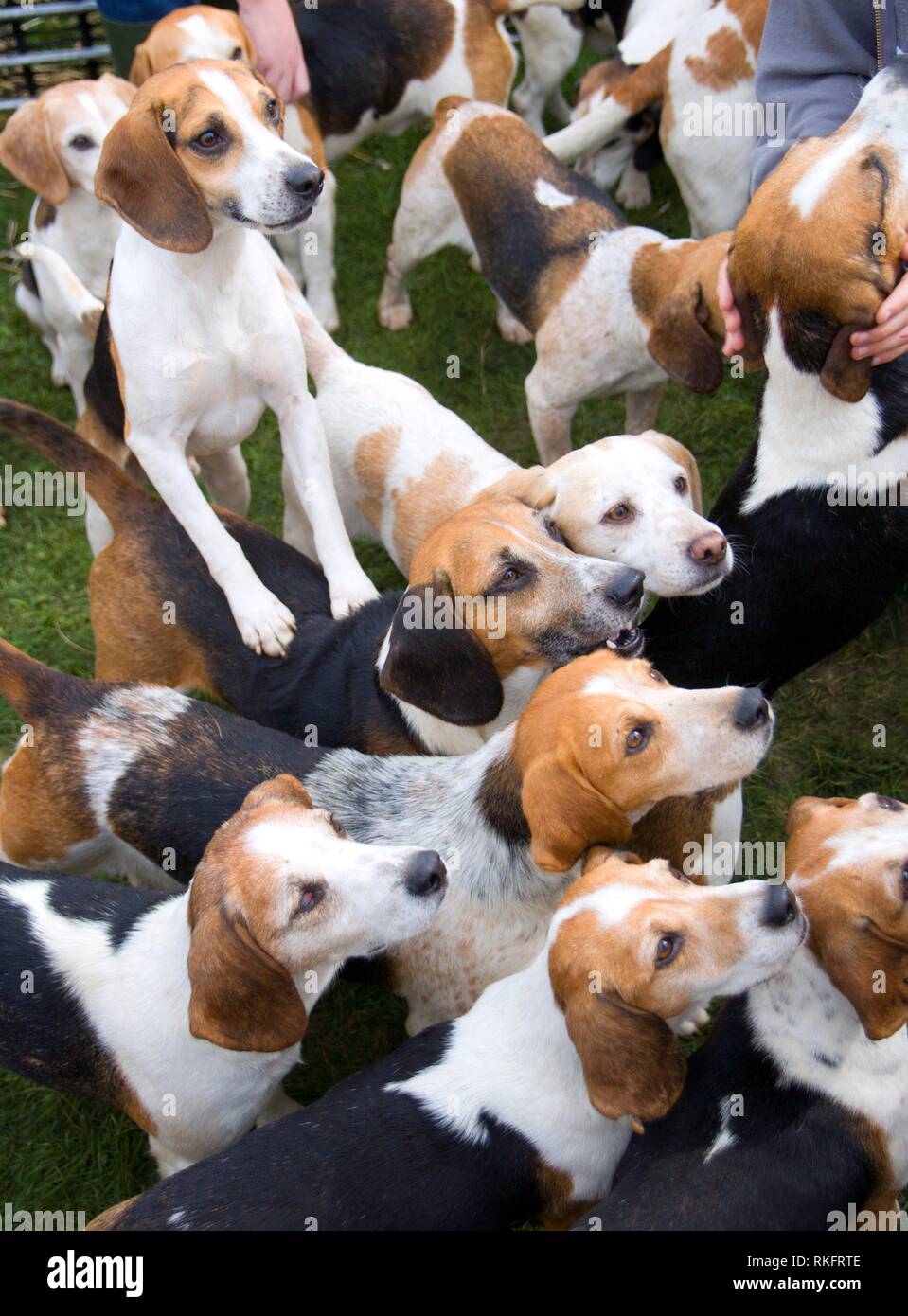Hunting Beagles High Resolution Stock Photography and Images - Alamy