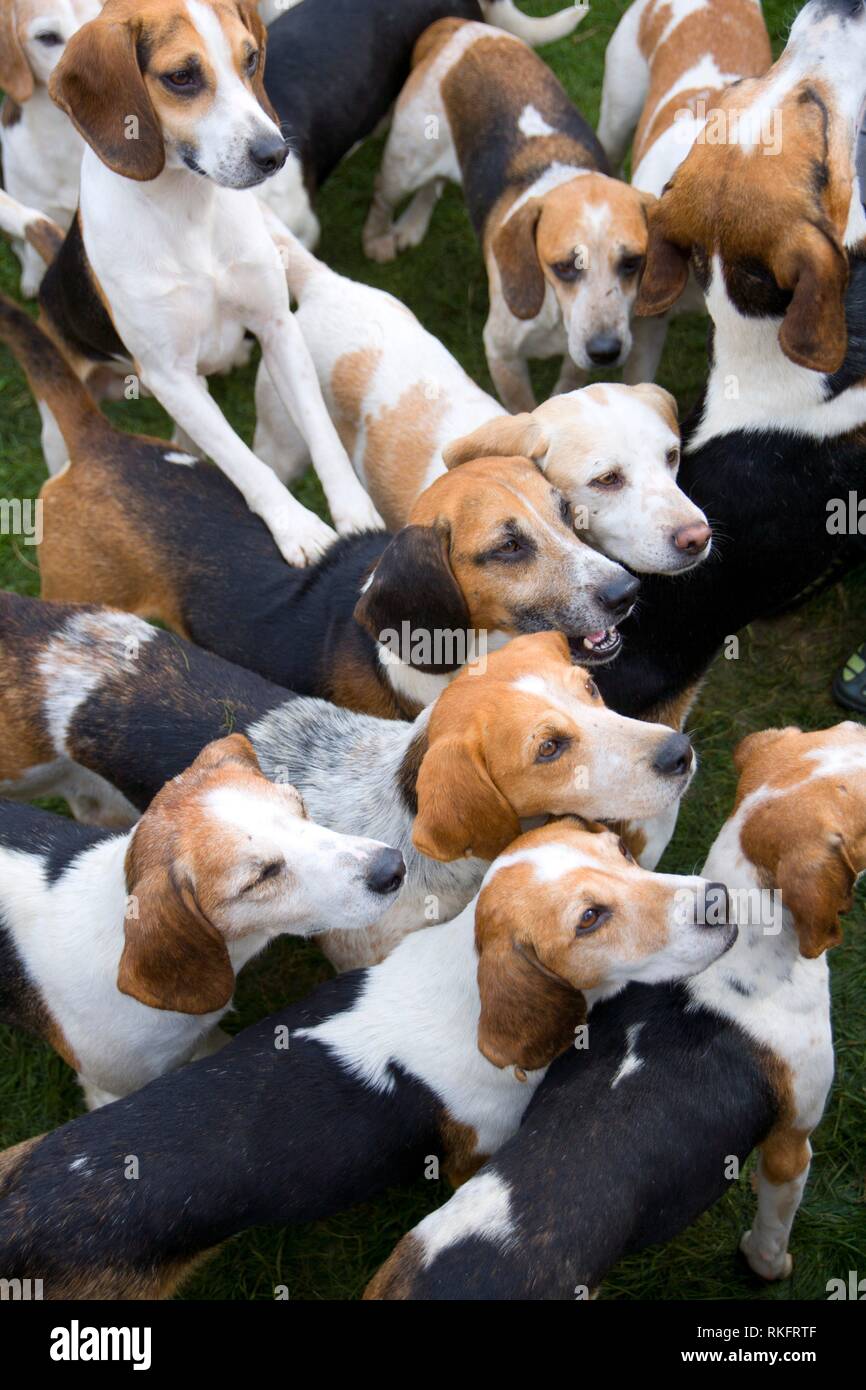 Hunting Beagles Stock Photos & Hunting Beagles Stock Images - Alamy