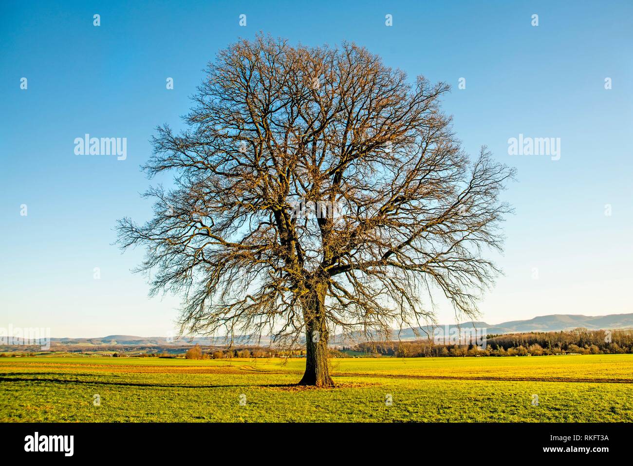 Bald tree in autumn landscape hi-res stock photography and images - Alamy