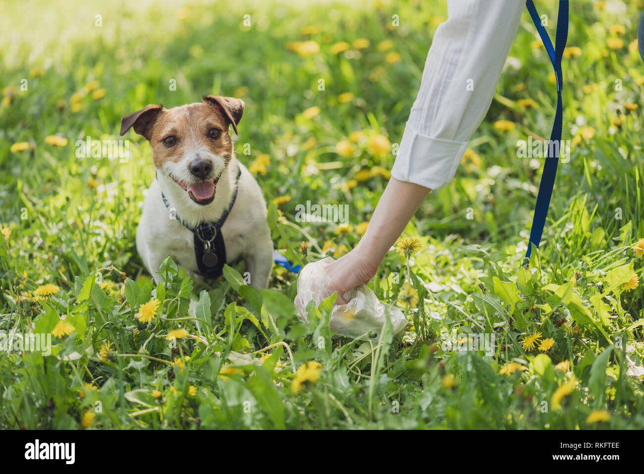 Pet owner picks up dog's poop cleaning up mess Stock Photo - Alamy
