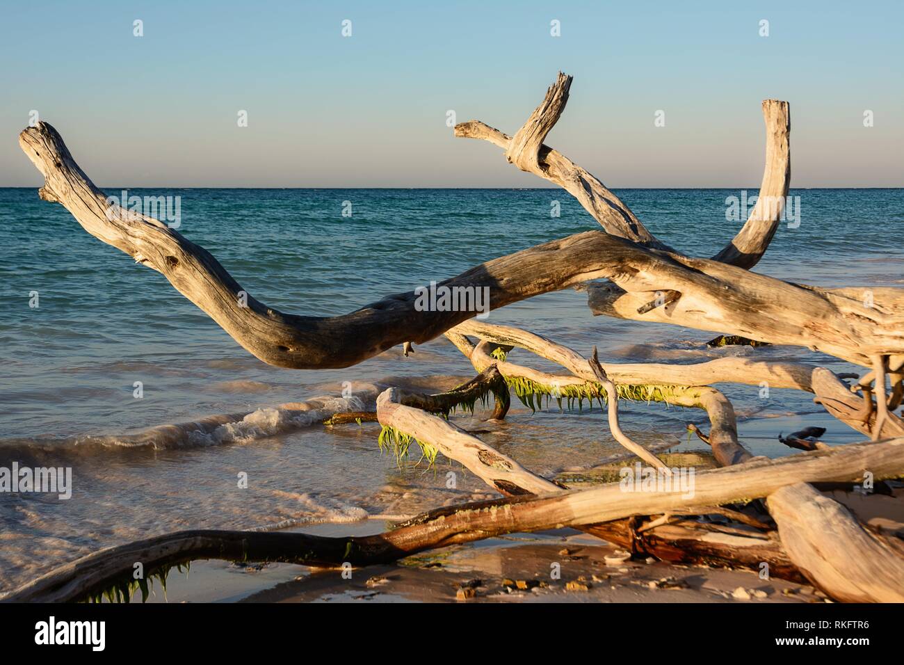 Dried branches on the beach of Cayo Jutias near Vinales (Cuba Stock ...