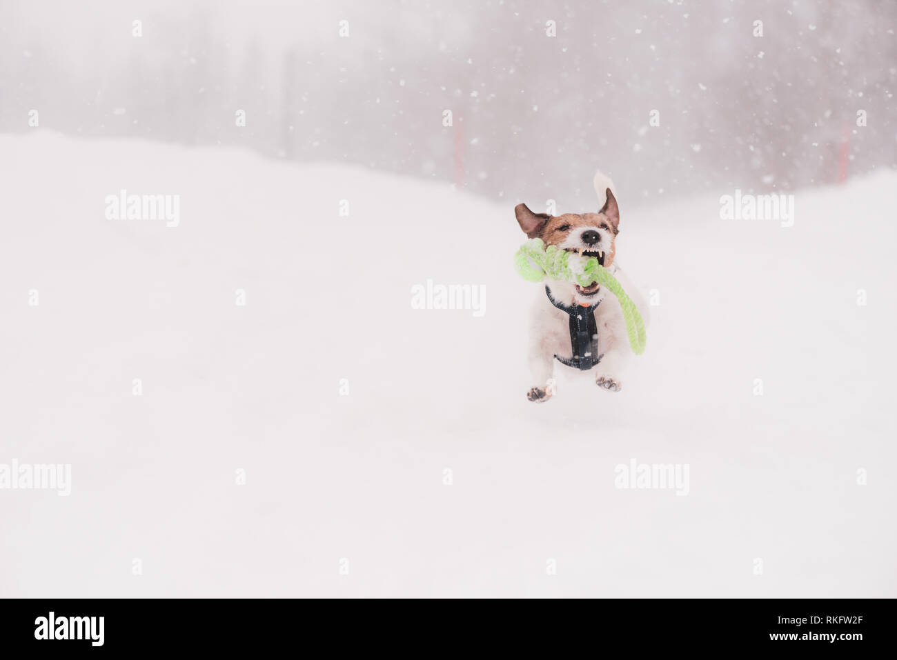 Blizzard the puppy hi-res stock photography and images - Alamy