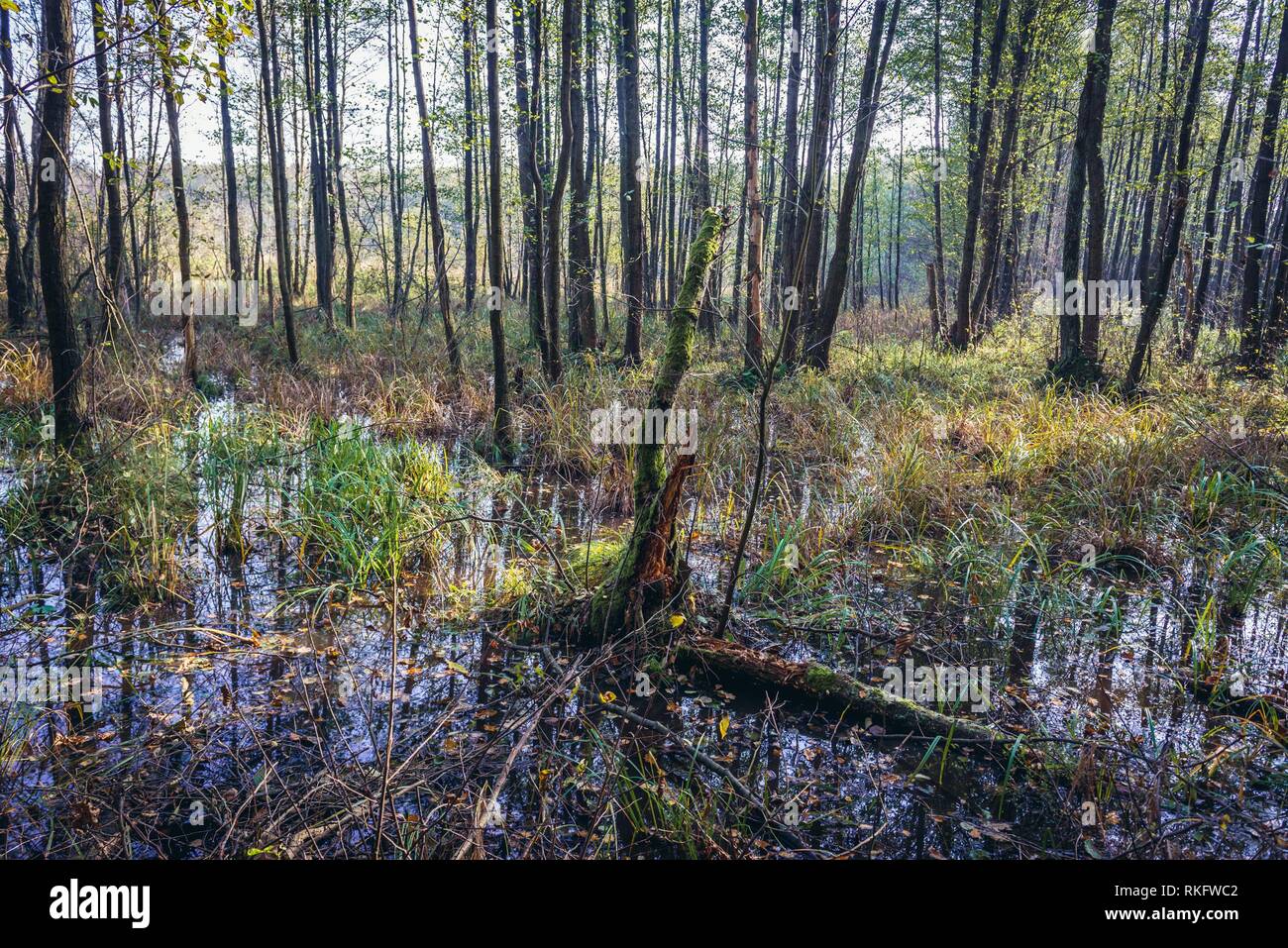 Masovian large poland hi-res stock photography and images - Alamy