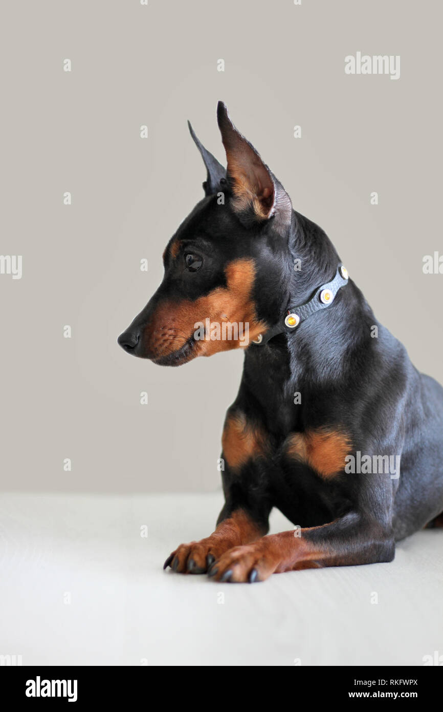 Little pincher hi-res stock photography and images - Alamy