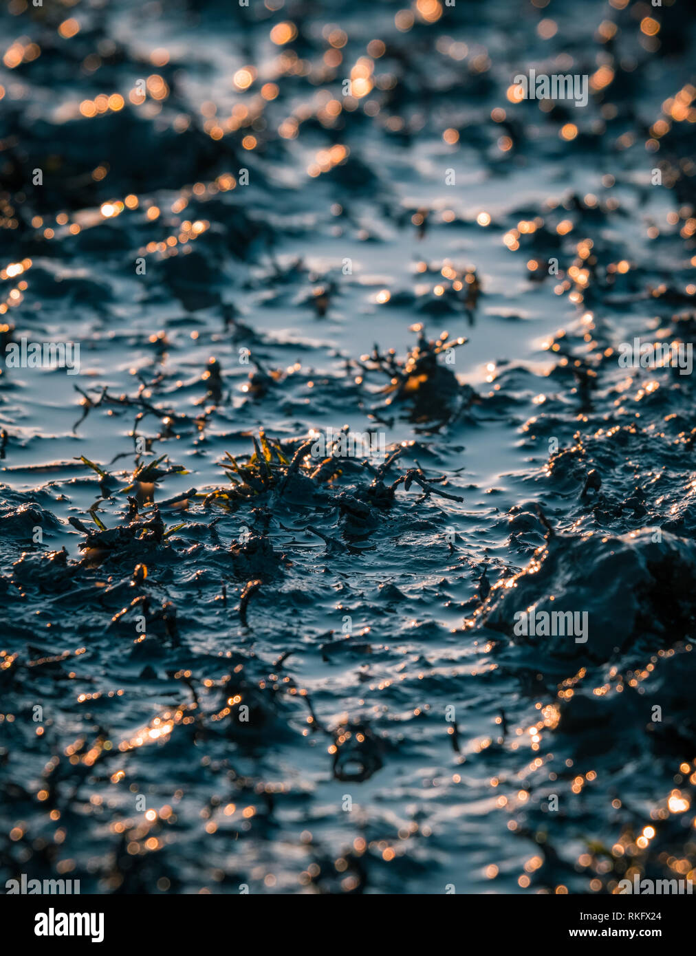 Mud field wet hi-res stock photography and images - Alamy