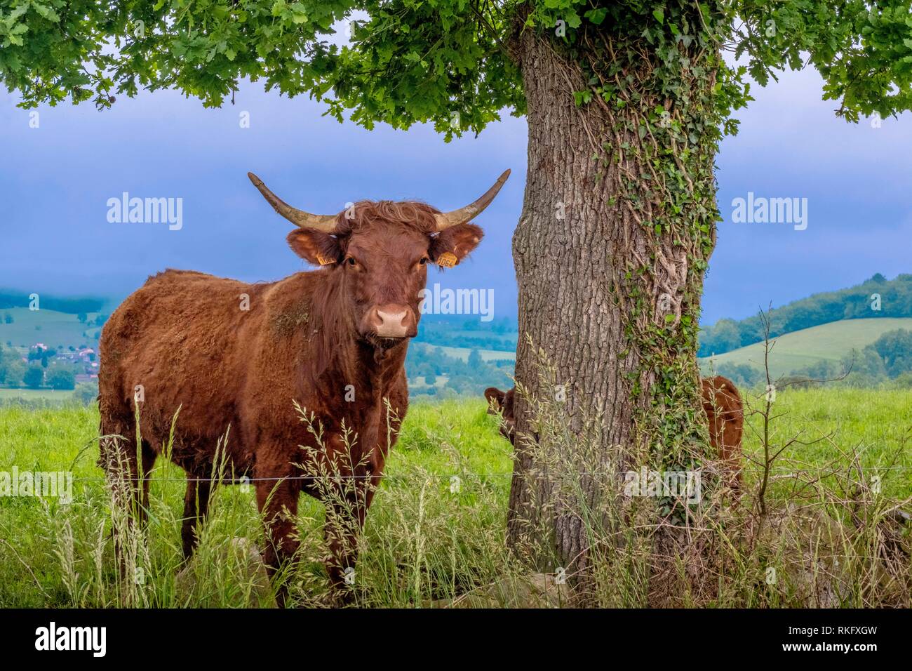 Spring Cow High Resolution Stock Photography and Images - Alamy