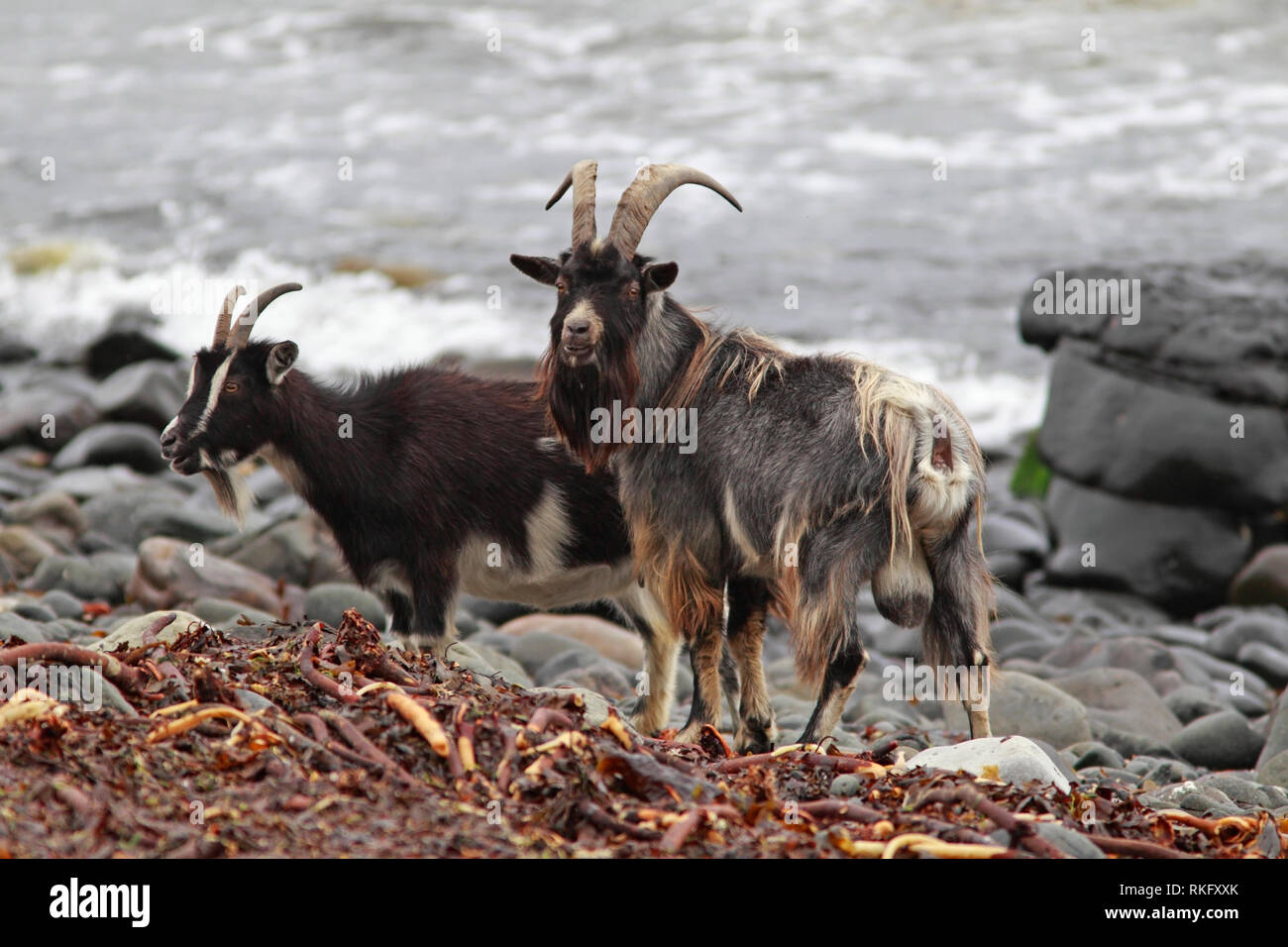 FERAL GOATS (Capra hircus) male and female, Scotland, UK Stock Photo ...