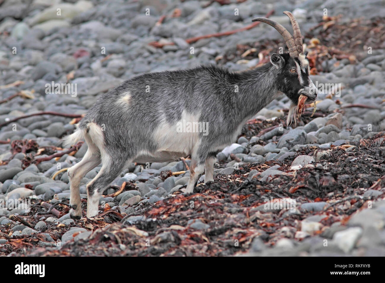 Female goats hi-res stock photography and images - Alamy