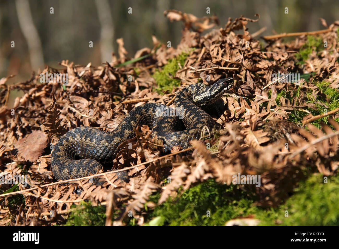 Adder scotland hi-res stock photography and images - Alamy
