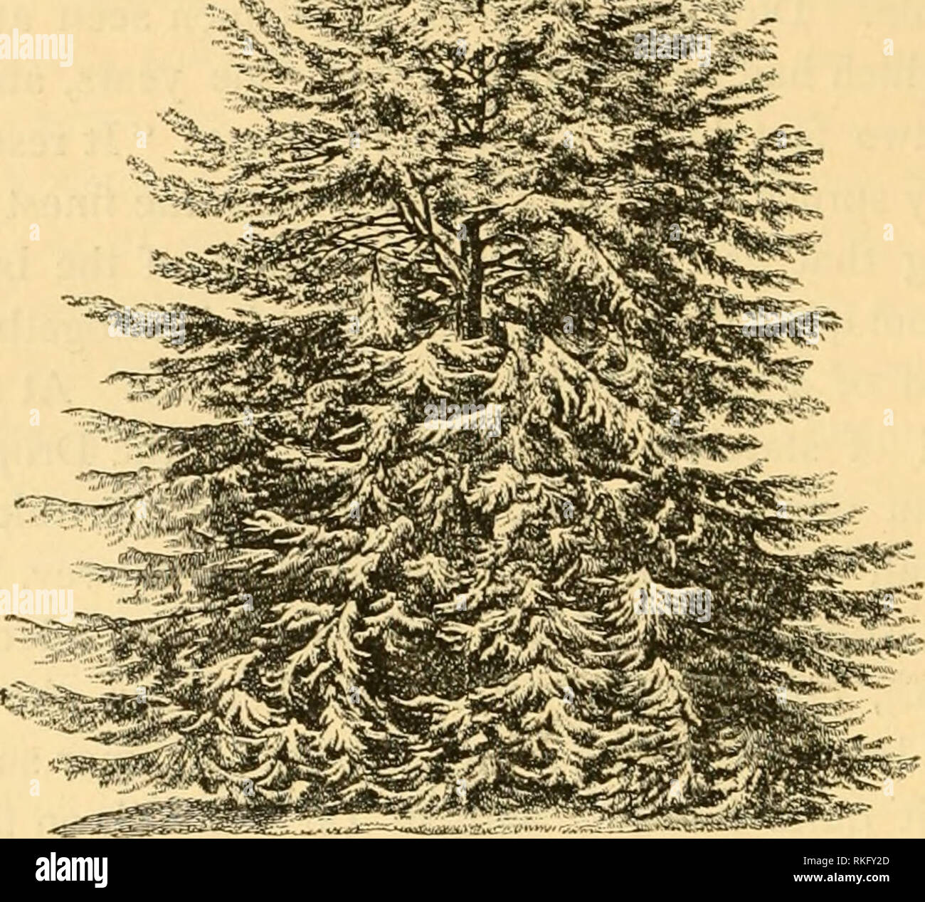 . The art of beautifying suburban home grounds of small extend ...