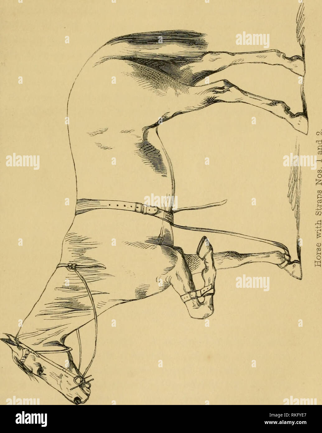 John solomon rarey hi-res stock photography and images - Alamy