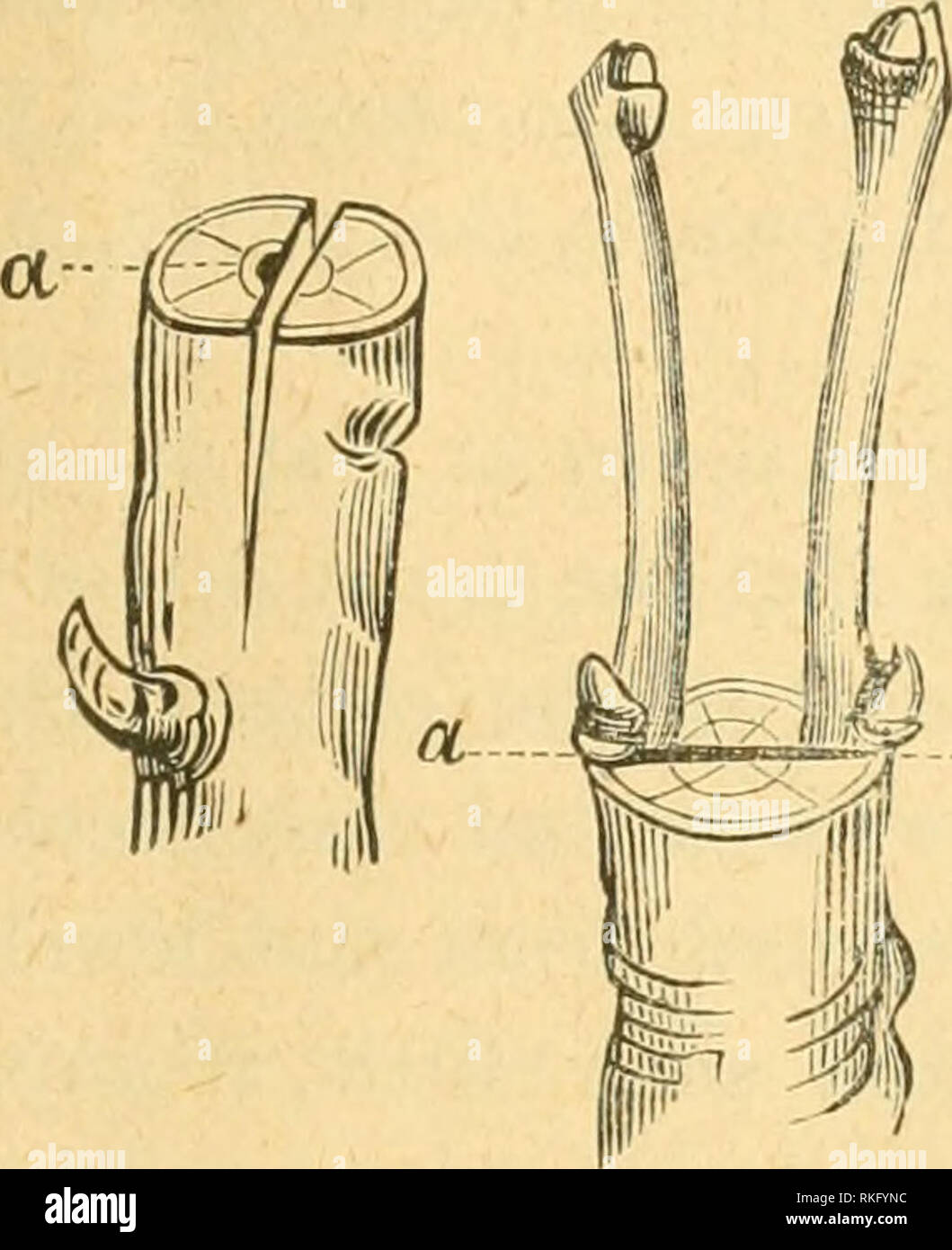 Growing In A Cleft High Resolution Stock Photography and Images - Alamy