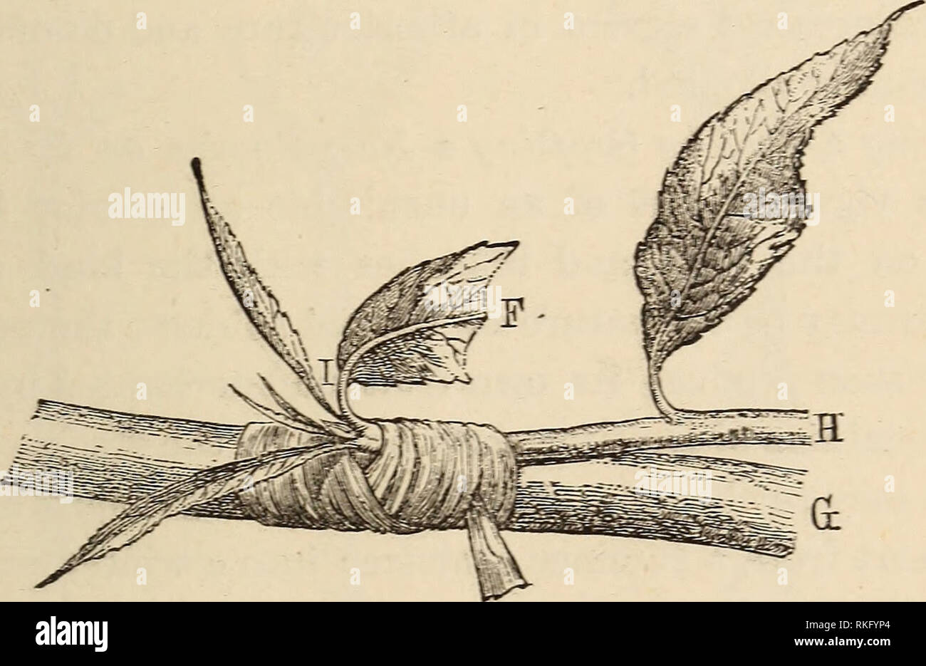 Shield budding hi-res stock photography and images - Alamy