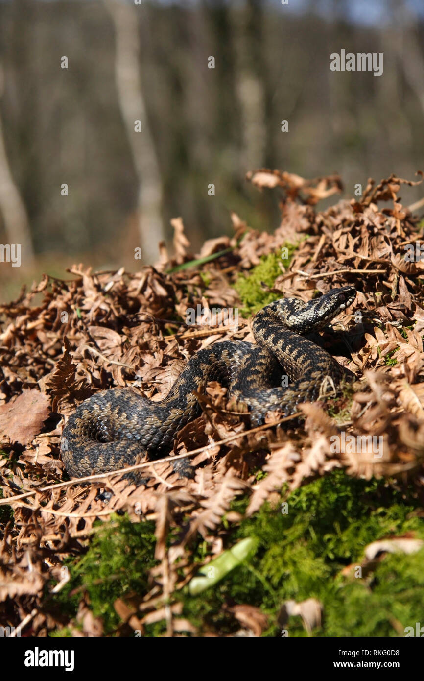 Adder scotland hi-res stock photography and images - Alamy
