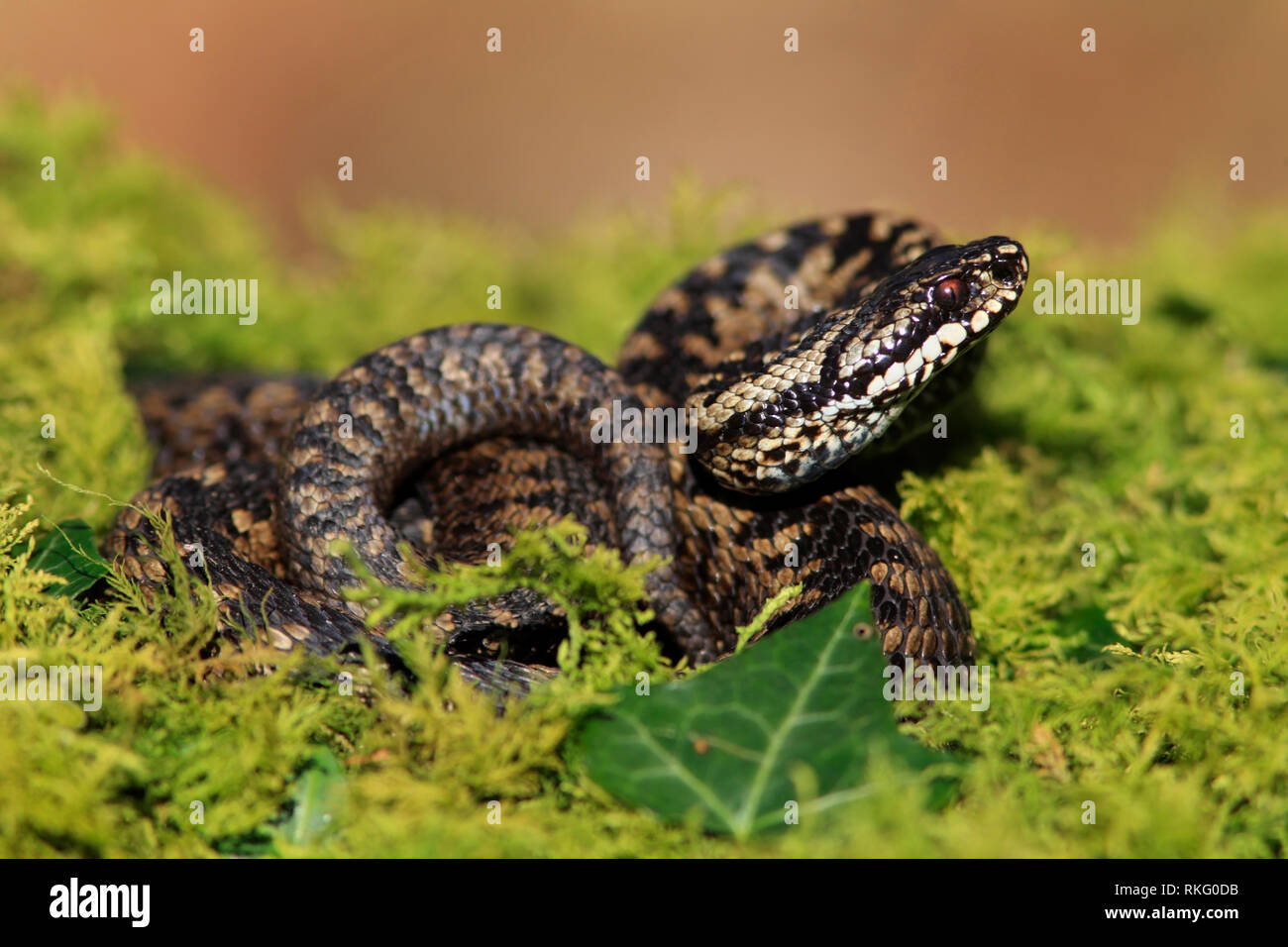 Adder scotland hi-res stock photography and images - Alamy