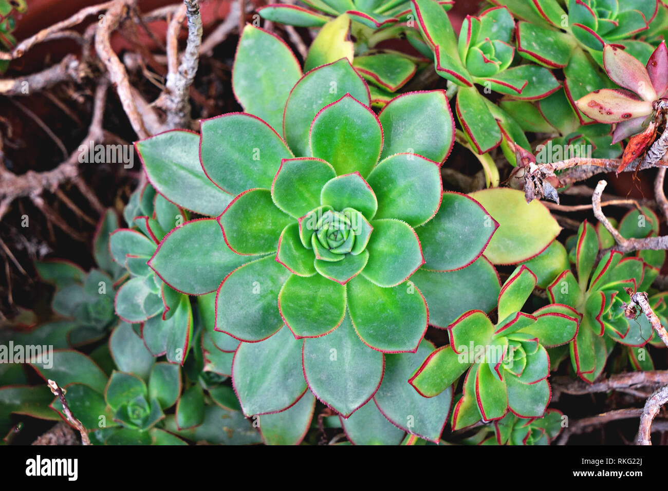 Closeup view of Aeonium haworthii Pinwheel rosette succulent plant in ...