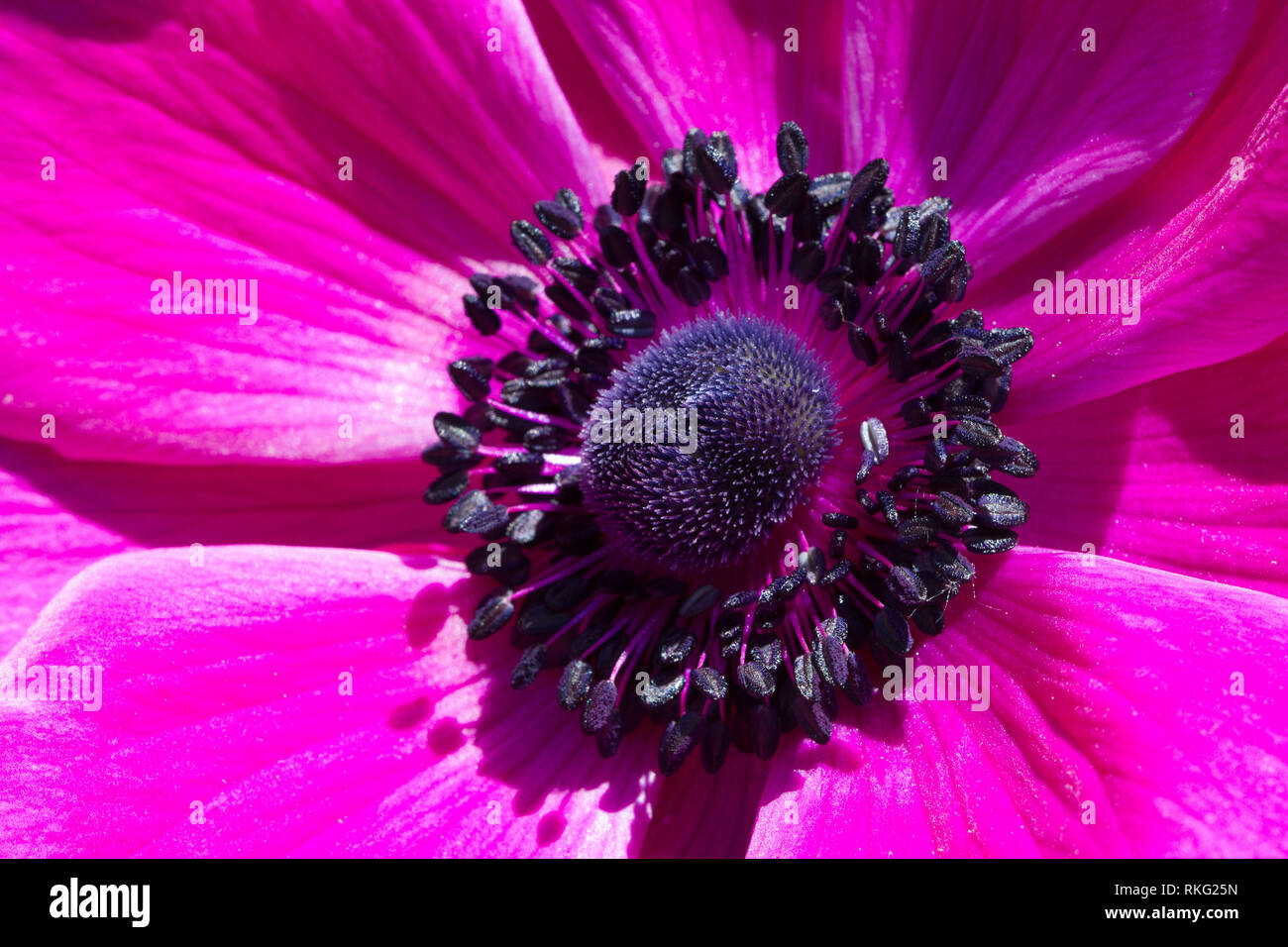 Violet anemone hi-res stock photography and images - Alamy