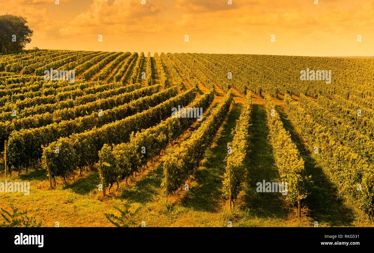 Bordeaux and vineyard and sunset hi-res stock photography and images ...