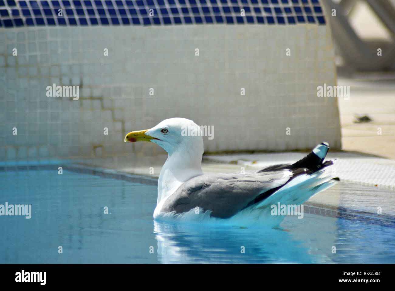 Seagull in Swimming Pool Stock Photo - Alamy