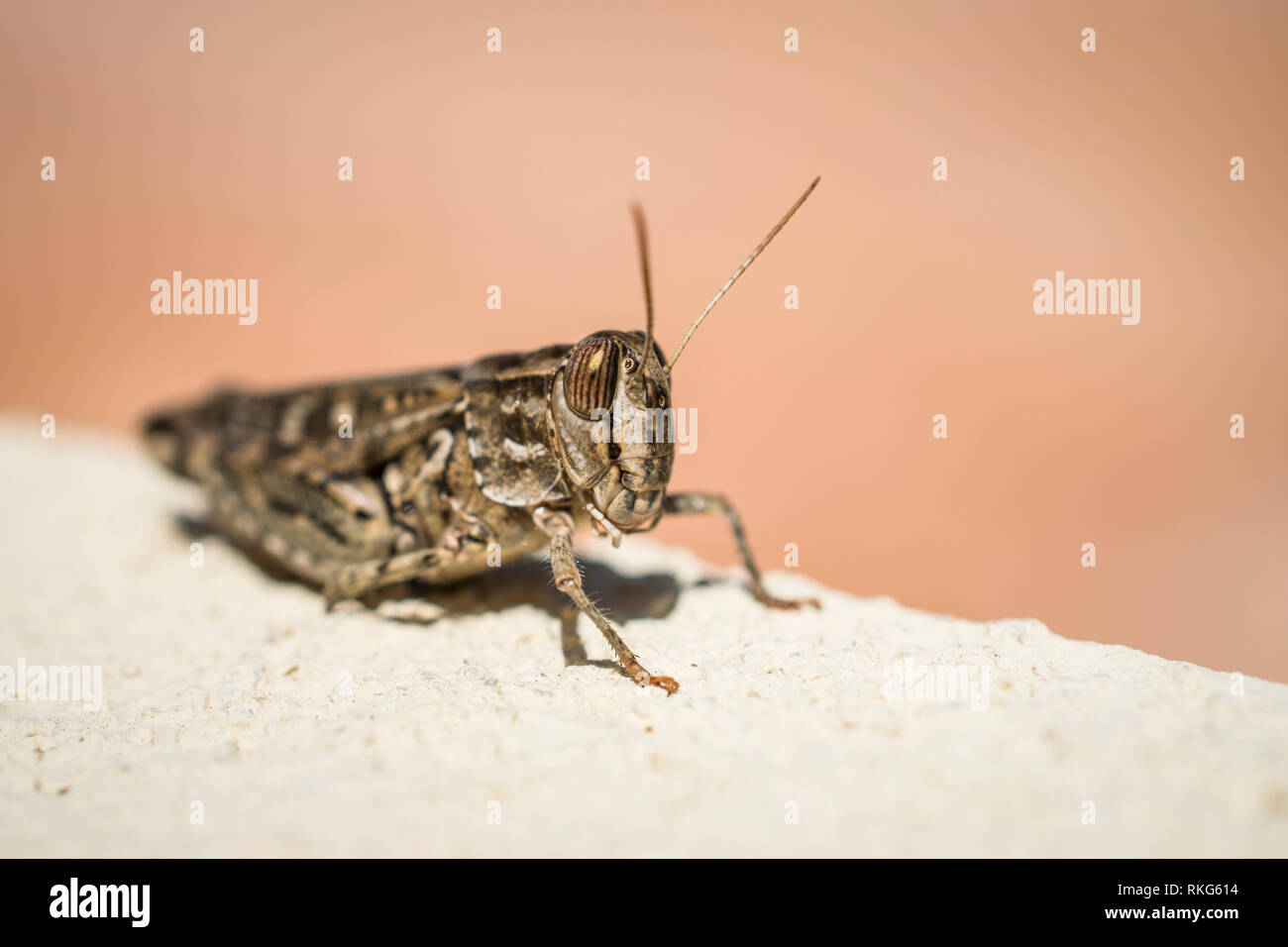 Grasshopper brown hi-res stock photography and images - Alamy