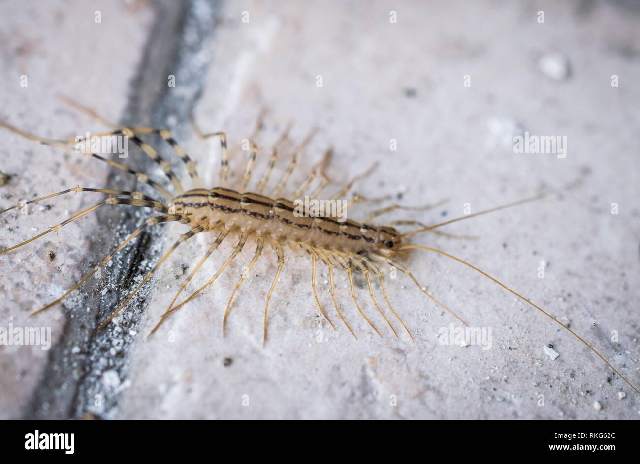 Centipedes arthropod hi-res stock photography and images - Alamy