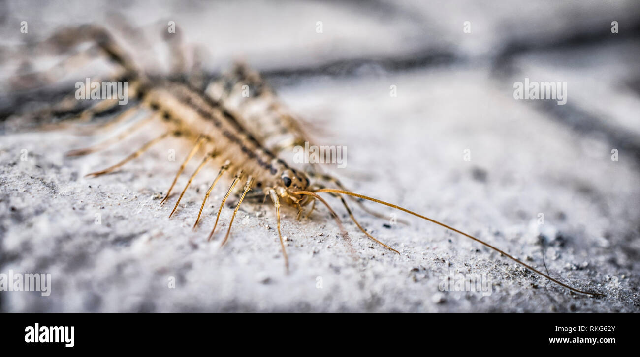 Giant house centipede hi-res stock photography and images - Alamy