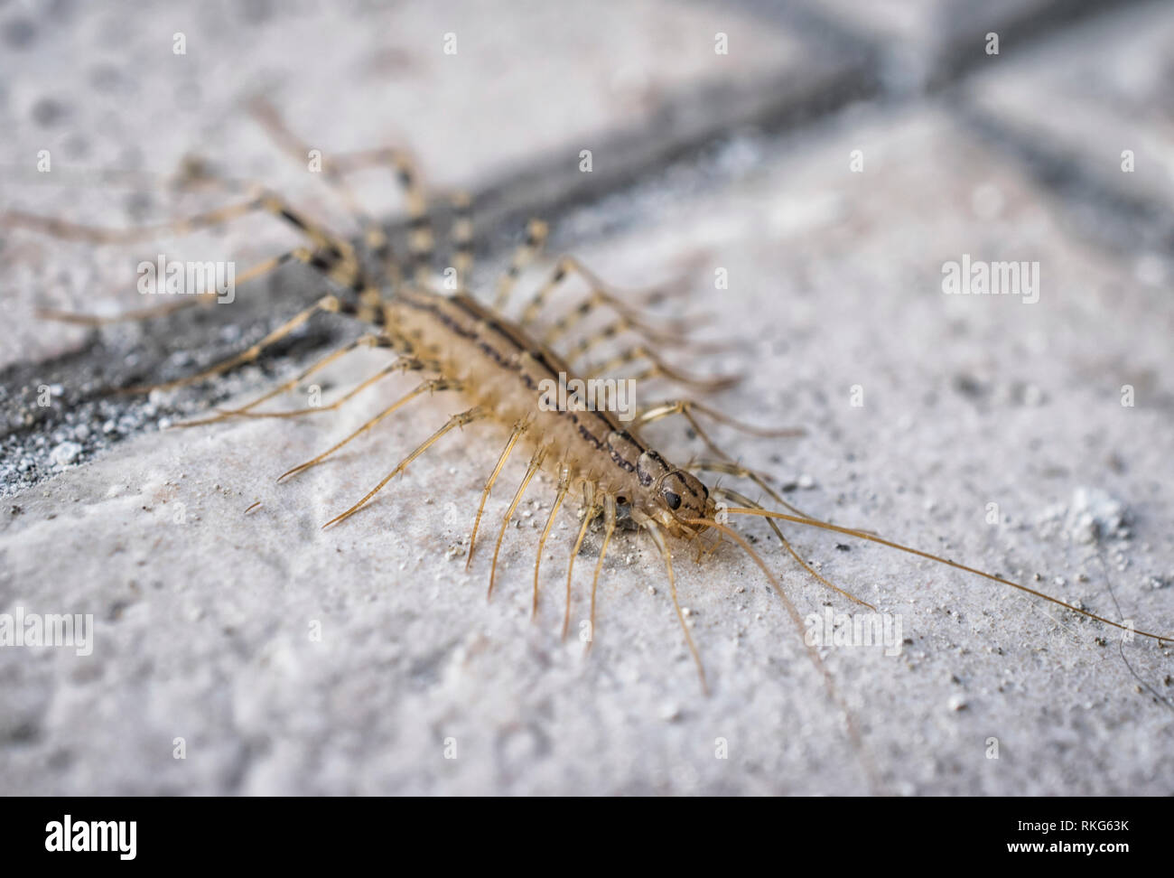A macro shot of a centipede on a concrete floor Stock Photo - Alamy