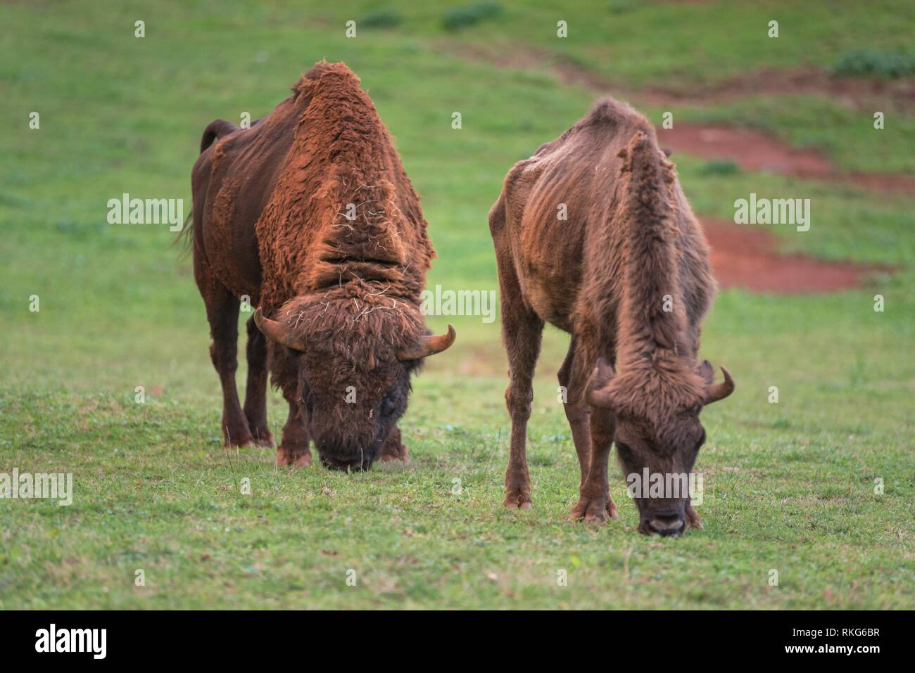 Zoologic Park High Resolution Stock Photography and Images - Alamy