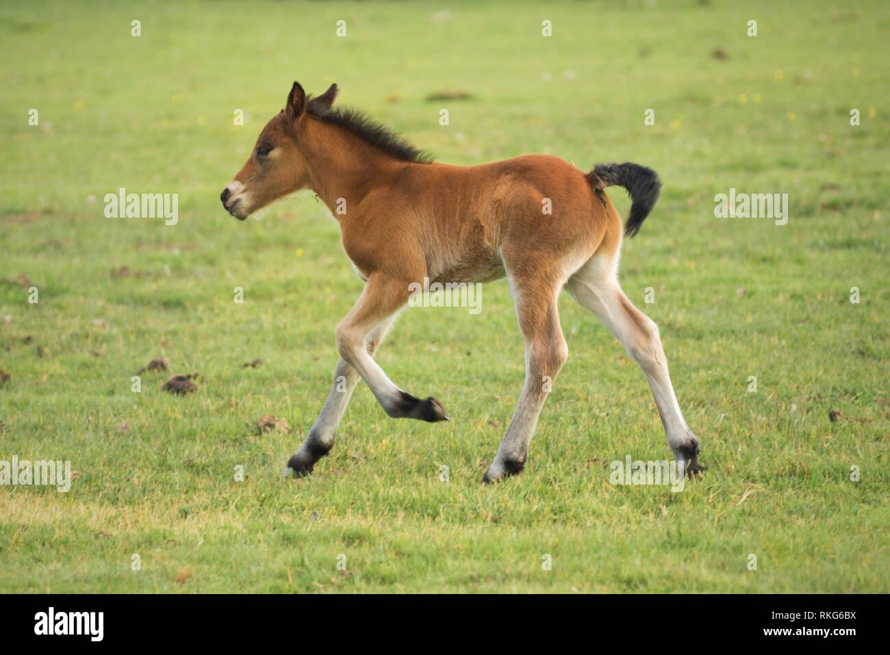 Foal running hi-res stock photography and images - Alamy