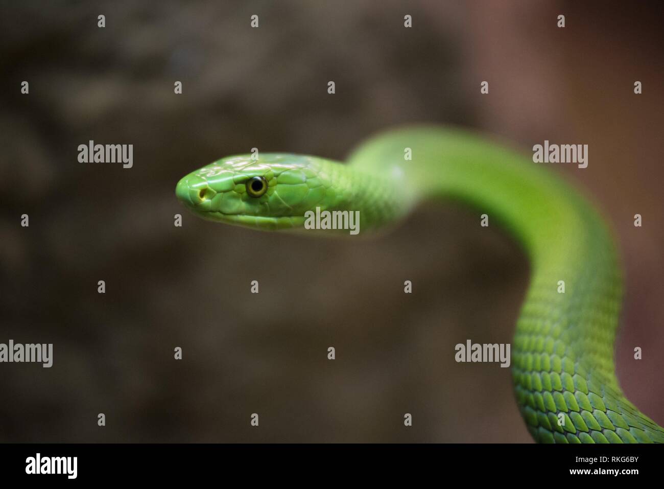Green And Yellow Snake Stock Photos & Green And Yellow Snake Stock ...