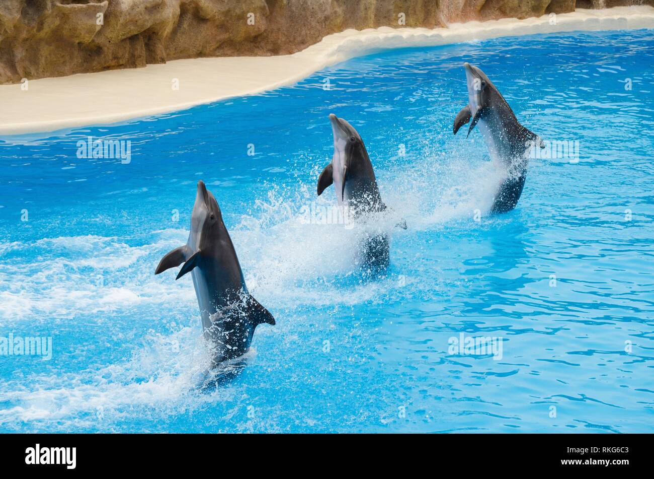 Dolphin at water park hi-res stock photography and images - Alamy