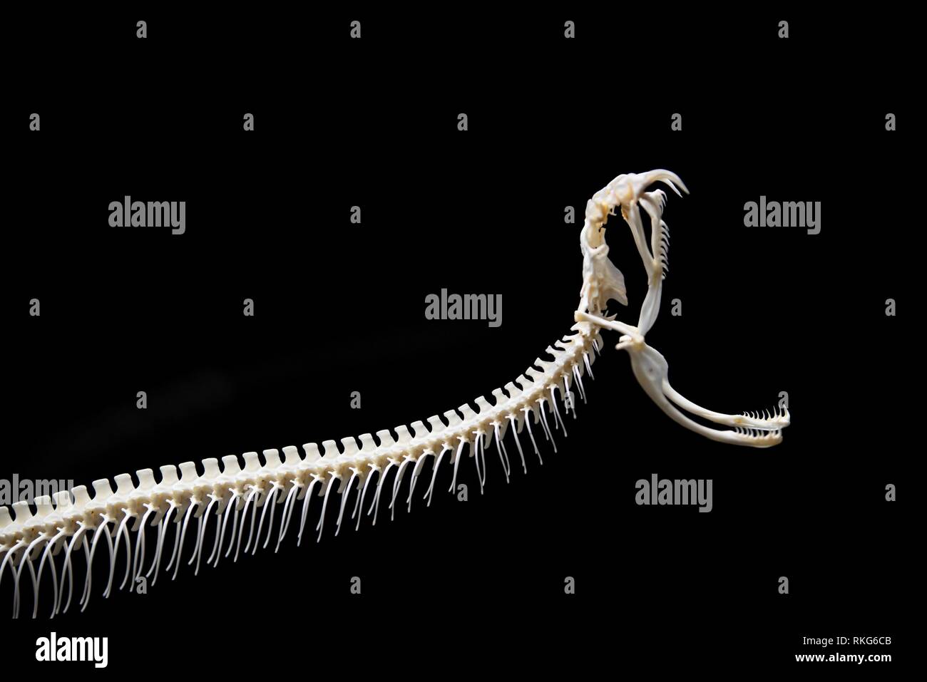 Snake skeleton hi-res stock photography and images - Alamy